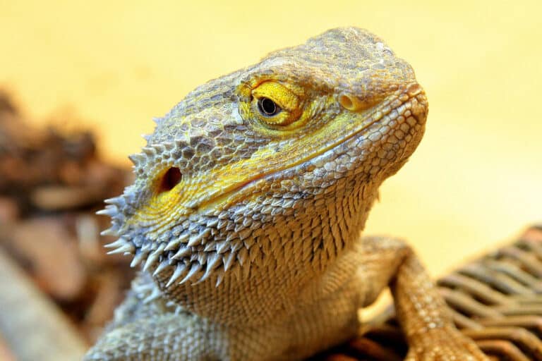 13 Signs Your Bearded Dragon is Happy - Wildlife Informer
