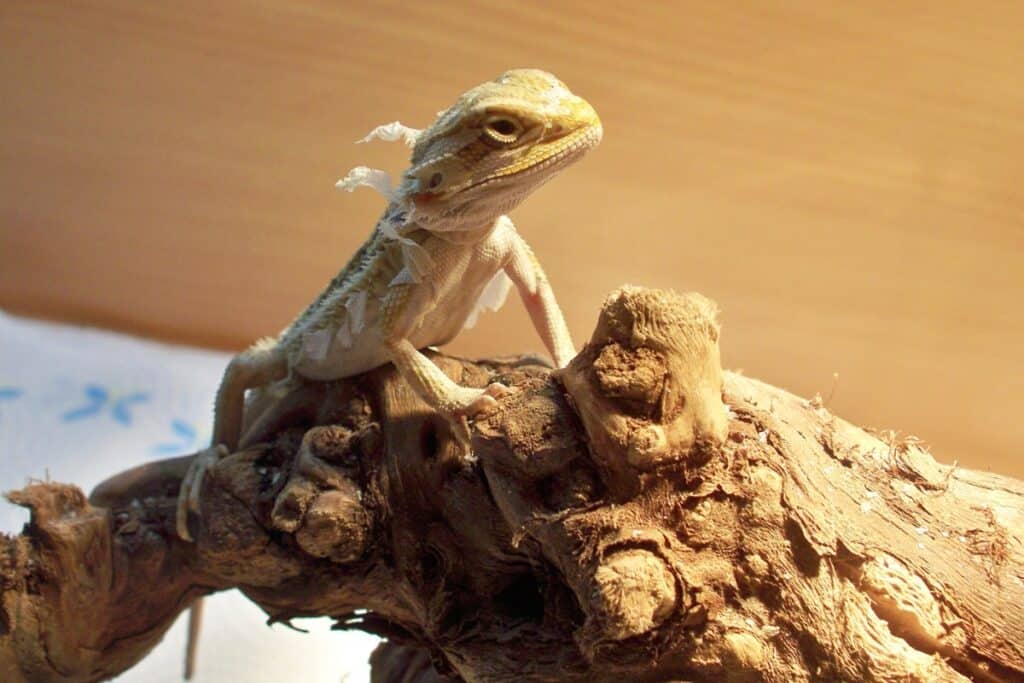 How to Remove a Bearded Dragon Nose Plug - Wildlife Informer