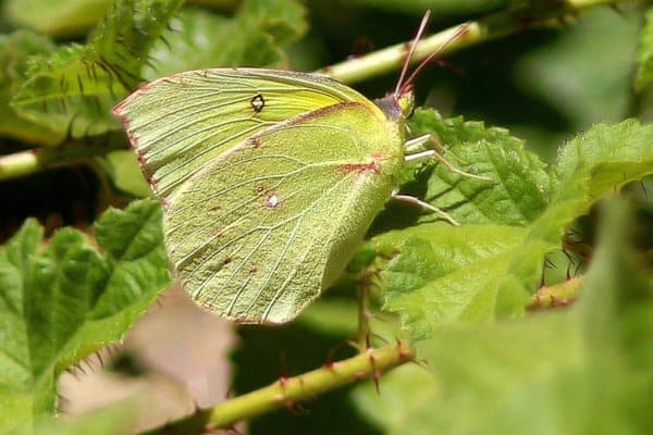 The 9 Official California State Animals - Wildlife Informer