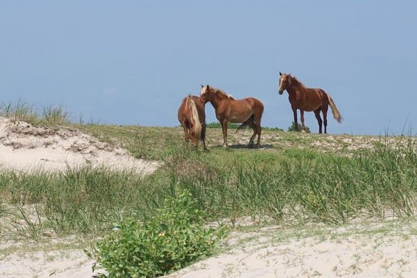 13 North Carolina State Animals (Facts, Pictures) - Wildlife Informer