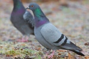 16 Examples of Domesticated Animals (Pictures) - Wildlife Informer