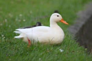 16 Examples of Domesticated Animals (Pictures) - Wildlife Informer