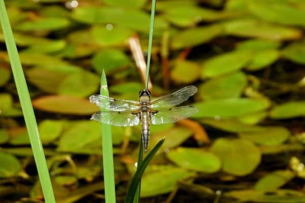 6 Alaska State Animals (with Photos) - Wildlife Informer
