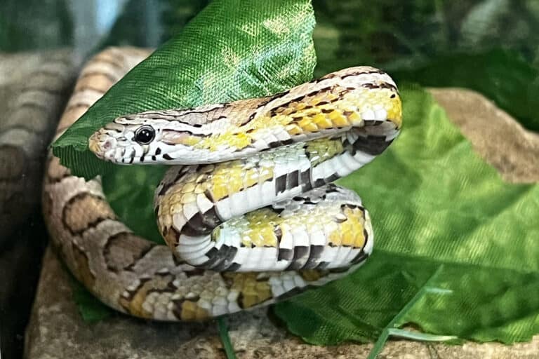 How Much Does a Corn Snake Cost Per Month? - Wildlife Informer