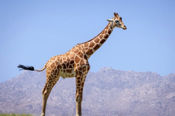 13 Animals That Have One Baby at a Time (Monotocous) - Wildlife Informer