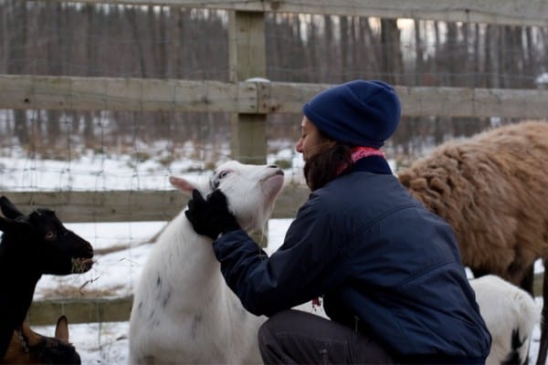 Is a Pygmy Goat a Good Pet? - Wildlife Informer