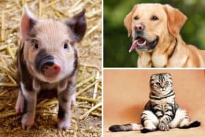 16 Examples of Domesticated Animals (Pictures) - Wildlife Informer