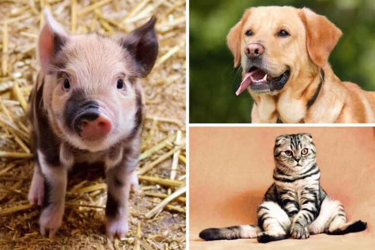 16 Examples of Domesticated Animals (Pictures) - Wildlife Informer