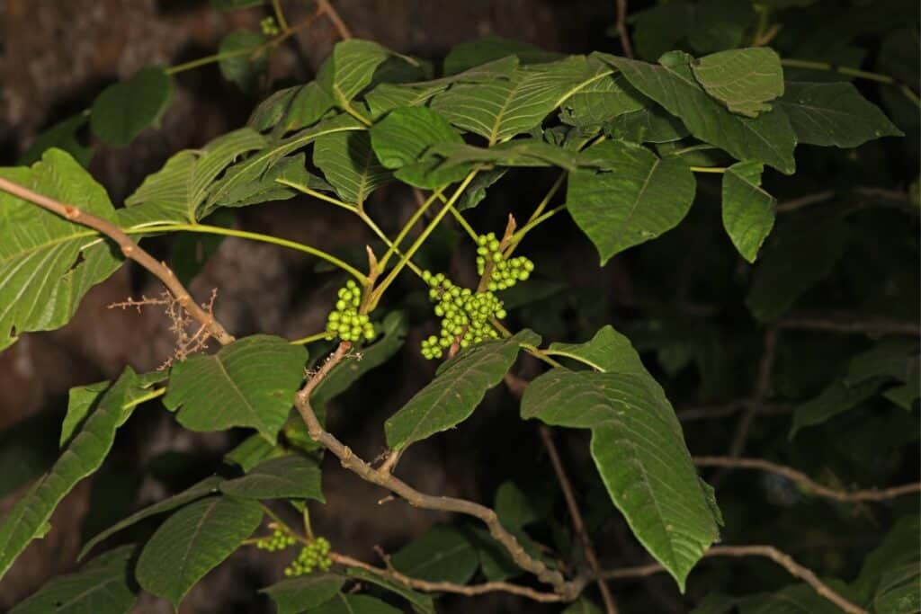 Does Poison Ivy Have Thorns? - Wildlife Informer