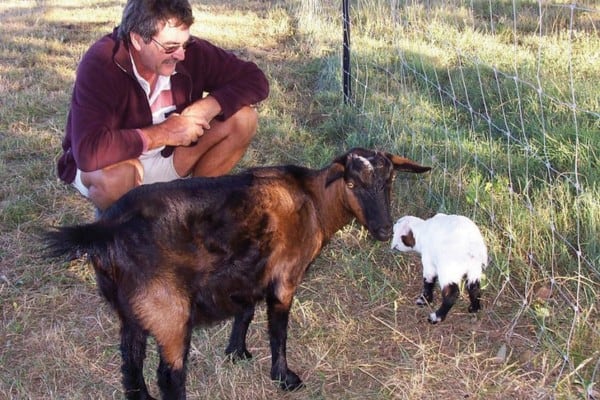 Is a Pygmy Goat a Good Pet? - Wildlife Informer