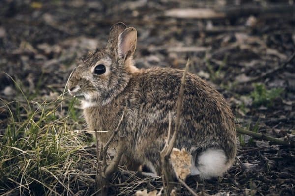 Rabbit Symbolism (Spiritual Meanings & Interpretations) - Wildlife Informer