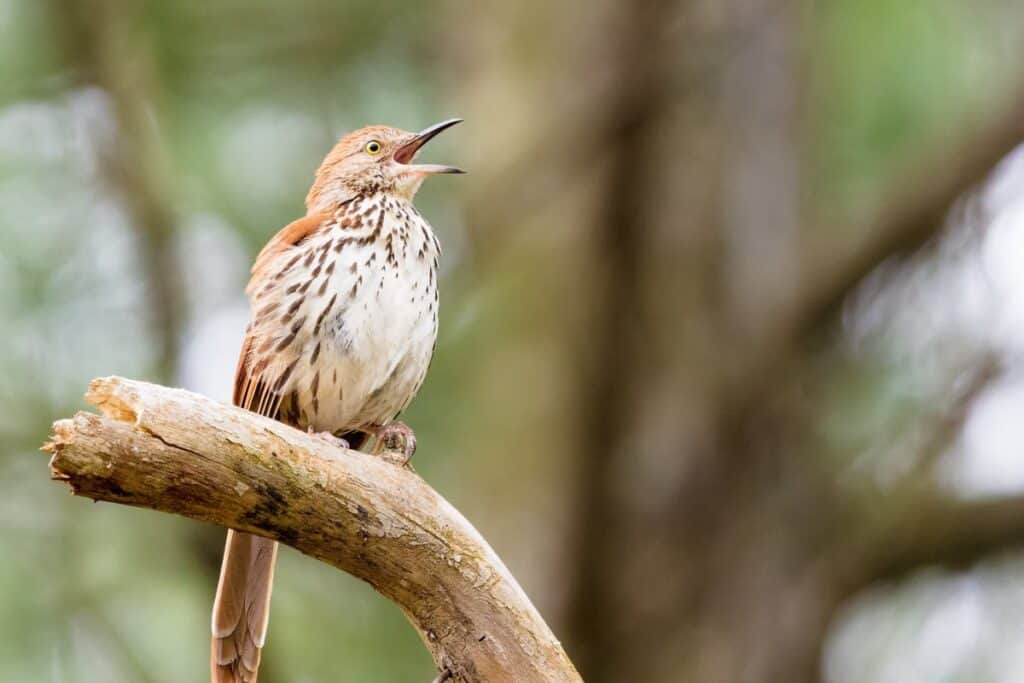 13 Georgia State Animals (Official State Symbols) - Wildlife Informer
