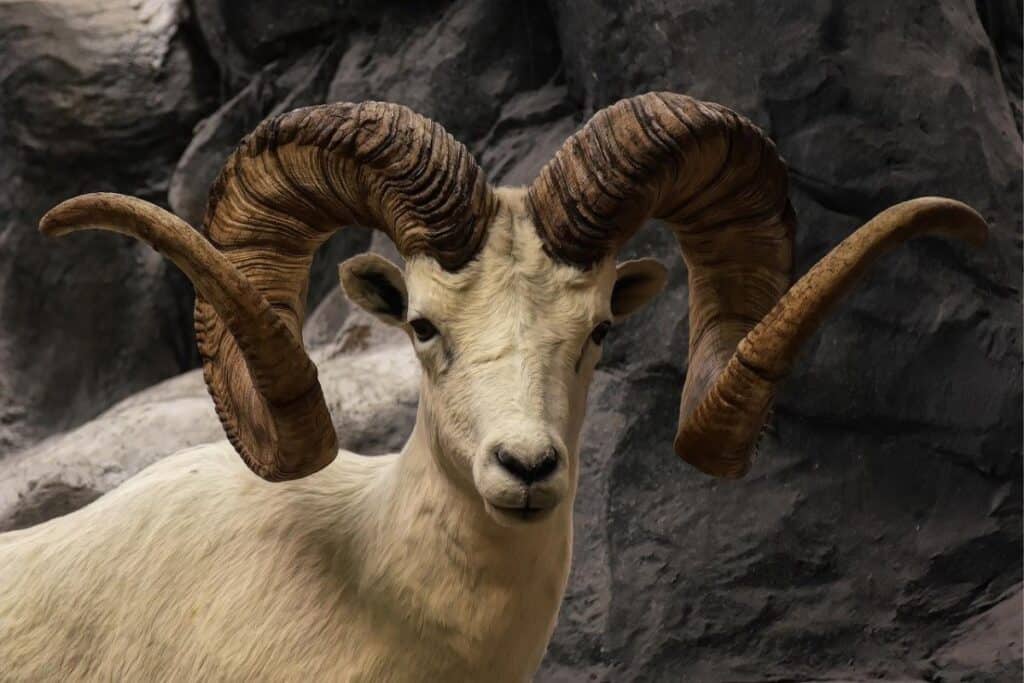 16 Examples of Mammals With Horns (Pictures) - Wildlife Informer