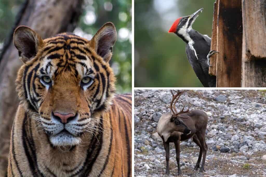 22 Animals That End in Er - Wildlife Informer