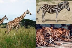 16 Examples of Animals With Patterns (Pictures) - Wildlife Informer