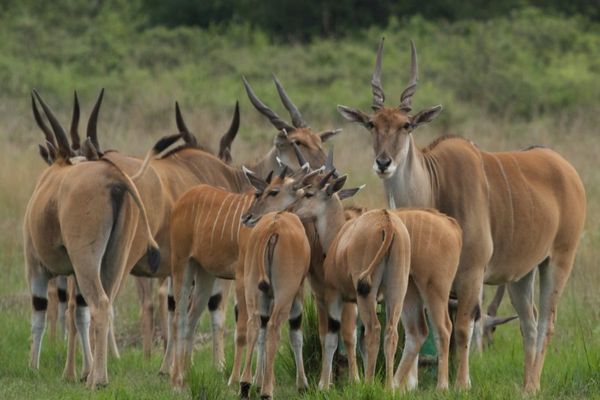 17 Herd Animals (Photos & Facts) - Wildlife Informer