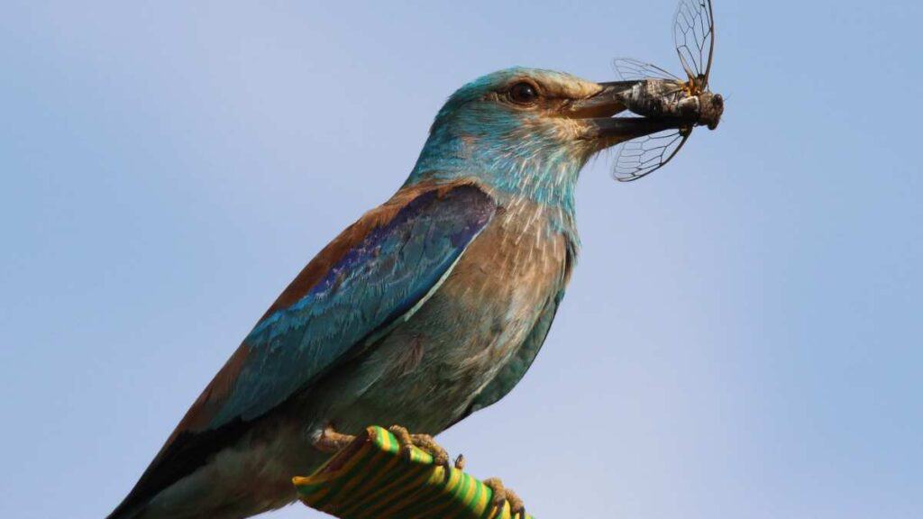 What Eats Cicadas? (8 examples) - Wildlife Informer