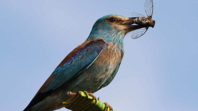 What Eats Cicadas? (8 examples) - Wildlife Informer