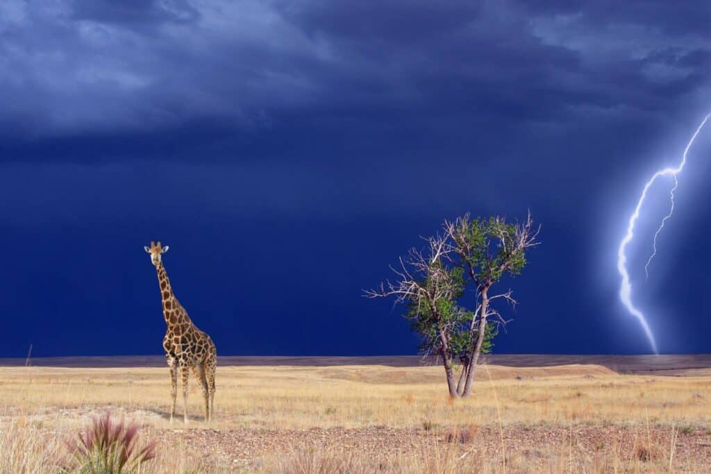 How Do Wild Animals Survive Tornadoes and Storms? - Wildlife Informer