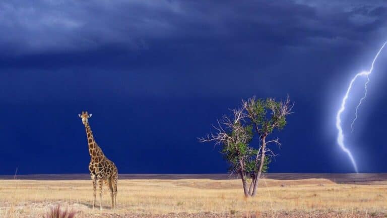 How Do Wild Animals Survive Tornadoes and Storms? - Wildlife Informer