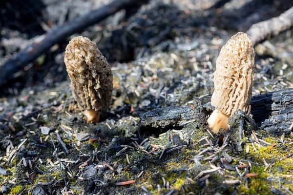 21 Examples of Mushrooms Found in Alaska - Wildlife Informer