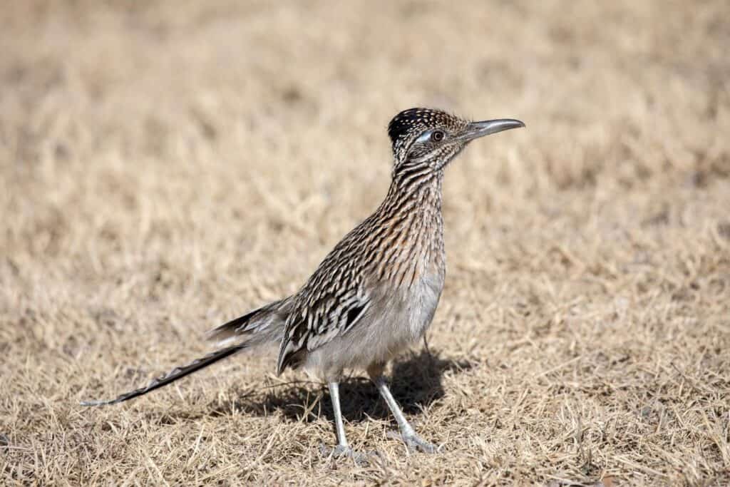 The 7 New Mexico State Animals (Facts, Pictures) - Wildlife Informer