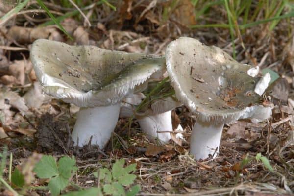 21 Examples of Mushrooms Found in Alaska - Wildlife Informer