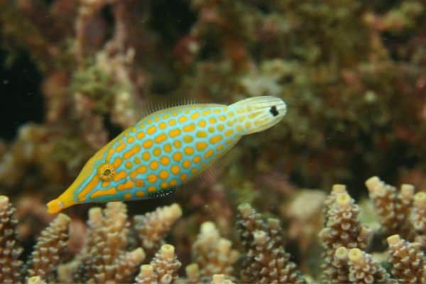 16 Examples of Animals With Patterns (Pictures) - Wildlife Informer