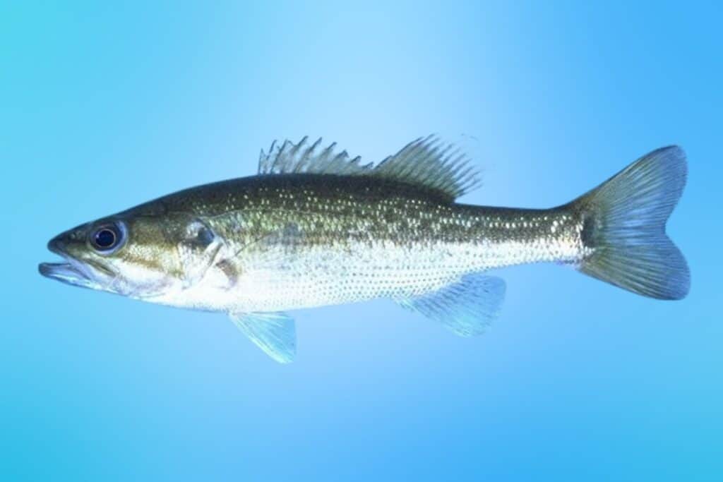 6 Kentucky State Animals (Pictures, Facts) - Wildlife Informer