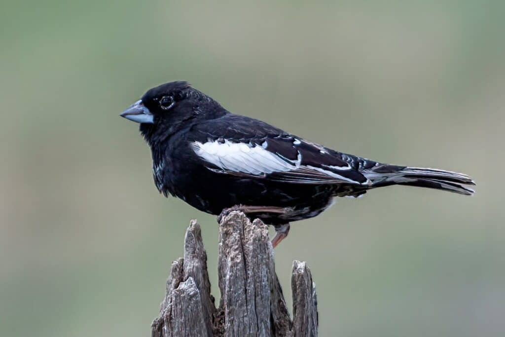 7 Colorado State Animals (Pictures, Facts) - Wildlife Informer