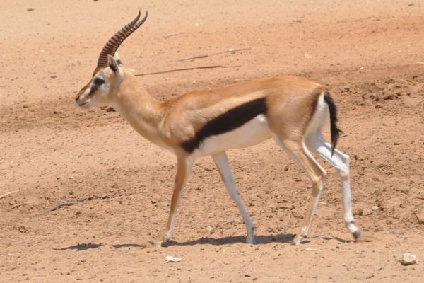 11 Animals With Straight Horns (Pictures) - Wildlife Informer