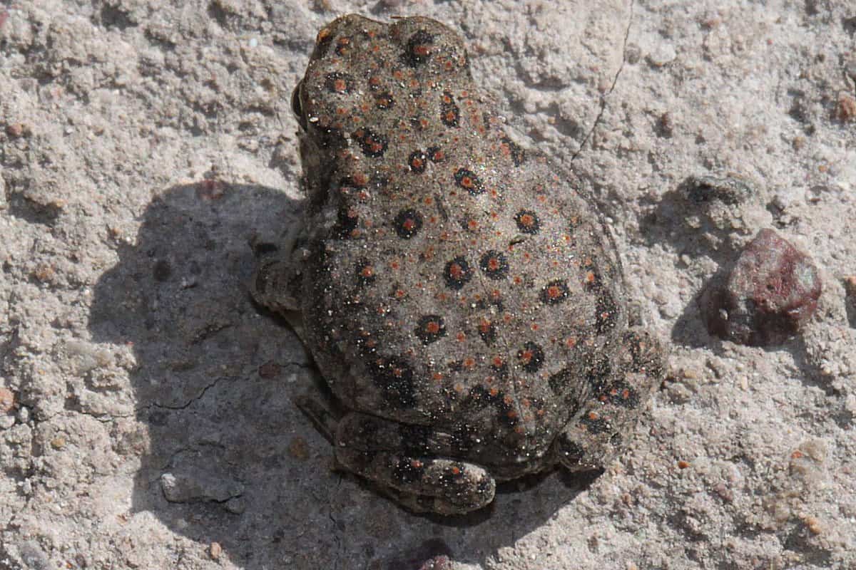 The 7 New Mexico State Animals (Facts, Pictures) - Wildlife Informer