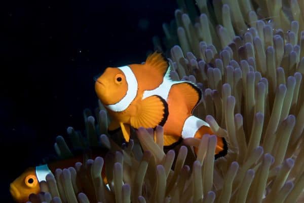 16 Examples of Animals With Patterns (Pictures) - Wildlife Informer