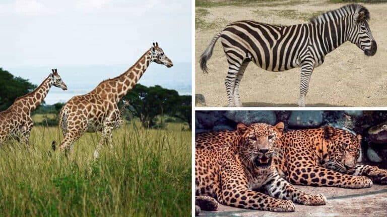 16 Examples of Animals With Patterns (Pictures) - Wildlife Informer