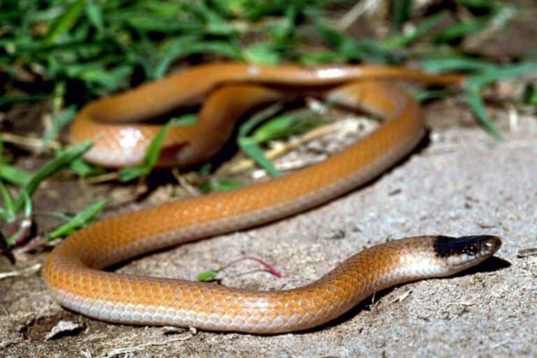 8 Types of Black Snakes Found in New Jersey - Wildlife Informer