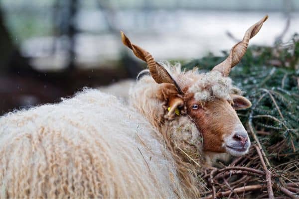 11 Animals With Straight Horns (Pictures) - Wildlife Informer