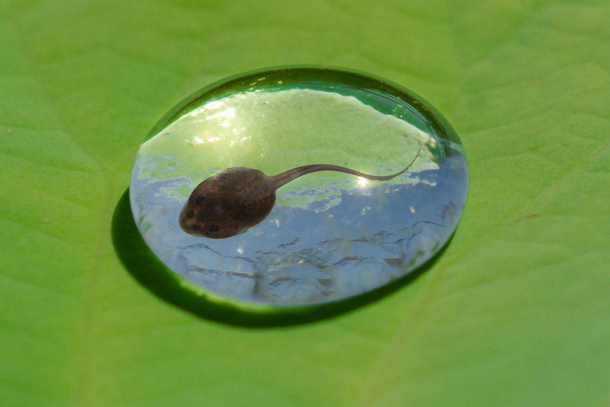 10 Tadpole Predators (Photos & Facts) - Wildlife Informer
