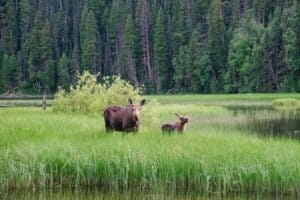 How Big is a Moose? (Size, Weight, Height) - Wildlife Informer