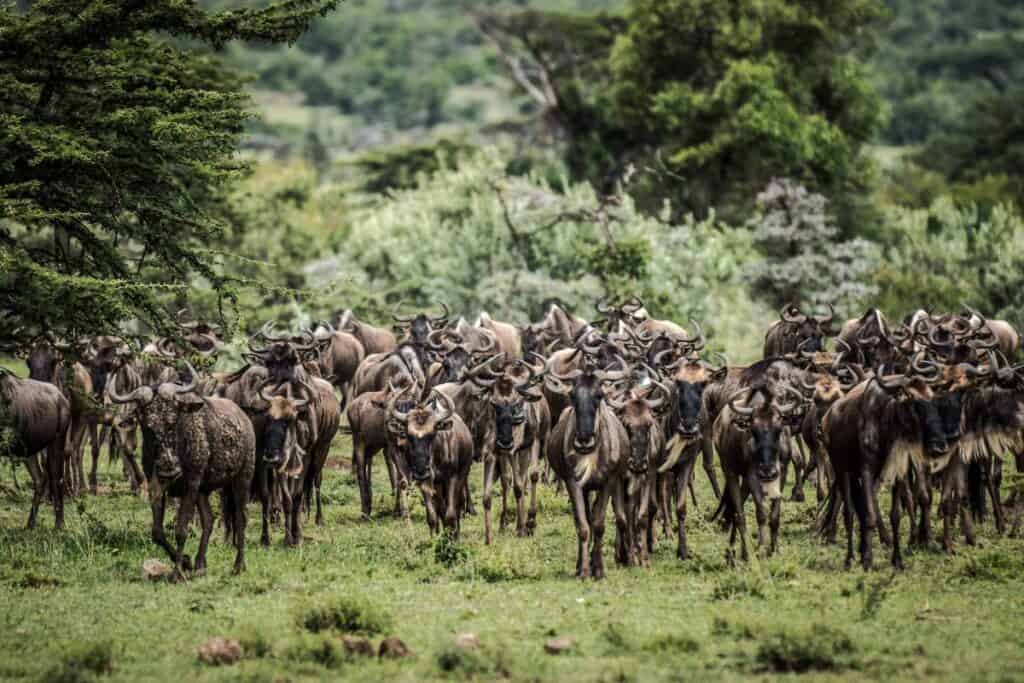 What is a Herd? (Explained With Examples) - Wildlife Informer