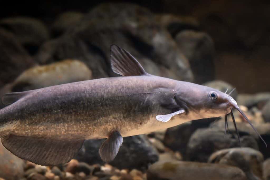 Do Animals Have Taste Buds? - Wildlife Informer