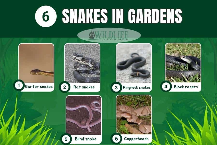 6 Types of Snakes You Might Find in Gardens (Pictures) - Wildlife Informer