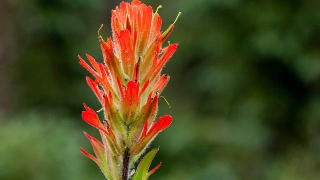 12 Examples of Parasitic Plants - Wildlife Informer