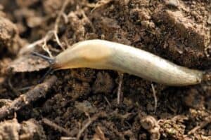 11 Types of Slugs (With Pictures & Facts) - Wildlife Informer