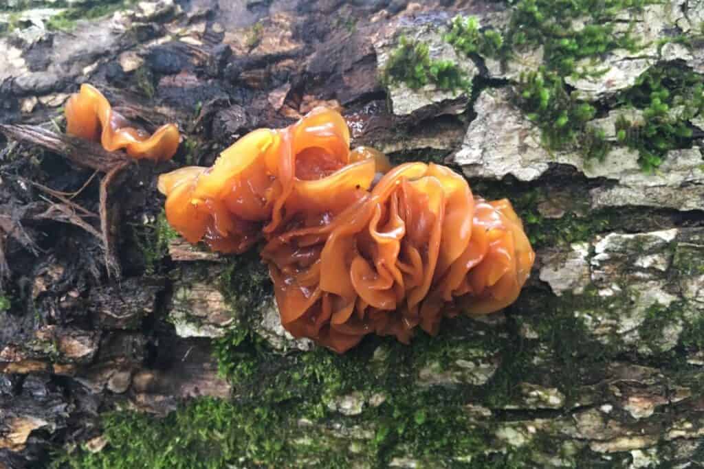 8 Mushrooms That Look Like Brains - Wildlife Informer