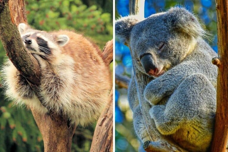 14 Animals That Sleep During the Day (Pictures) - Wildlife Informer