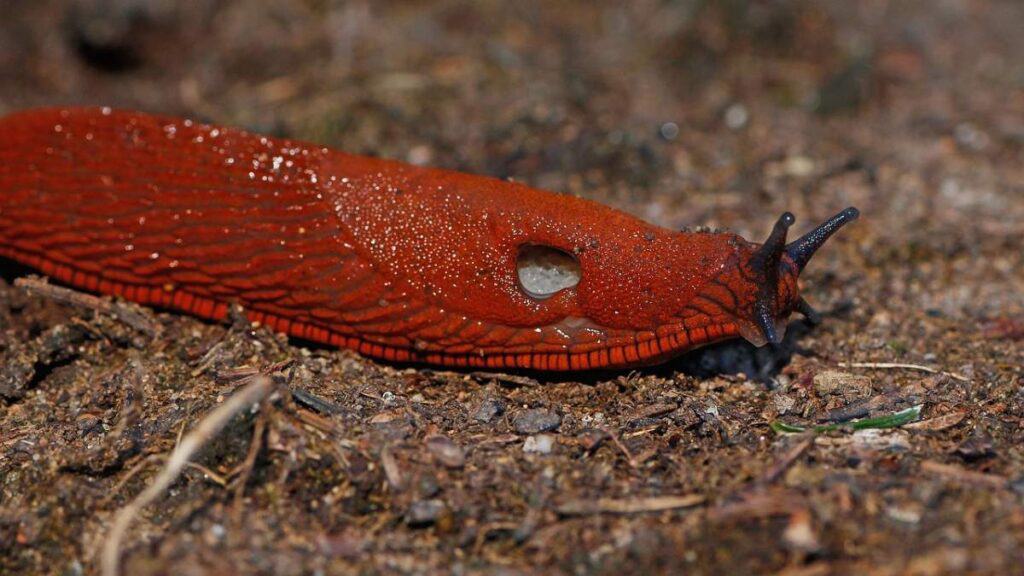 11 Types of Slugs (With Pictures & Facts) - Wildlife Informer
