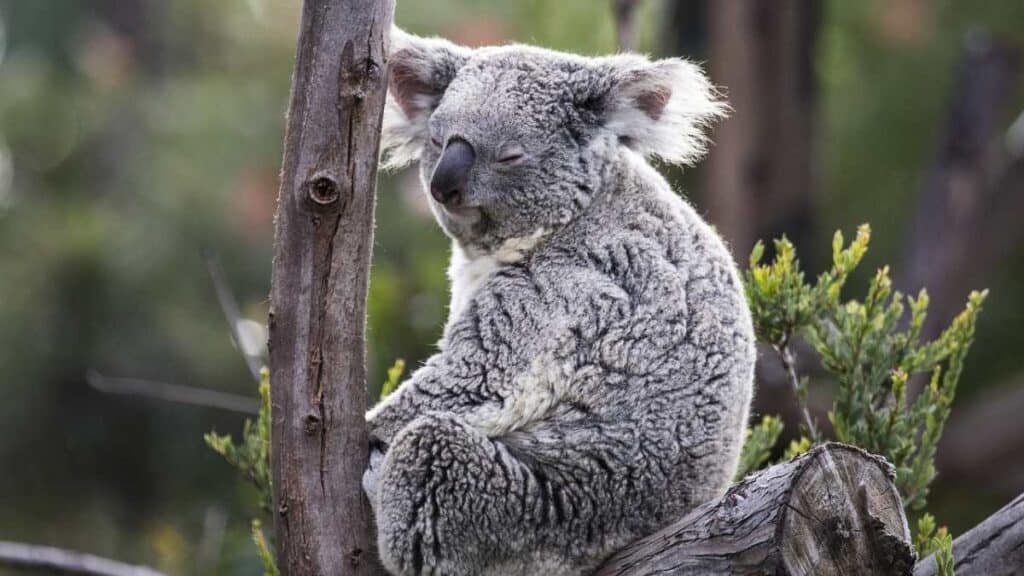8 Animals That Sleep the Most (Interesting Facts) - Wildlife Informer