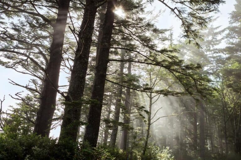 6 Rainforests in the United States (Pictures & Facts) - Wildlife Informer