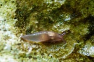 11 Types of Slugs (With Pictures & Facts) - Wildlife Informer