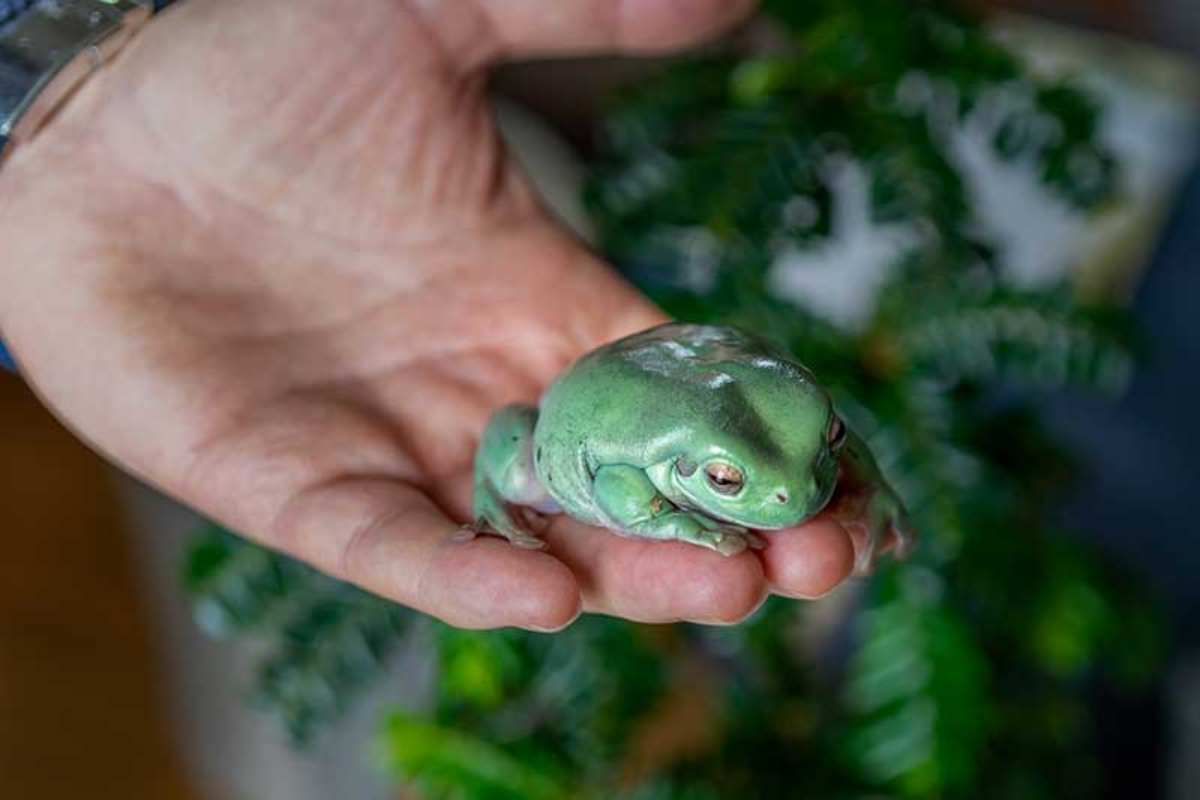 5 of the Best Terrariums For Tree Frogs - Wildlife Informer